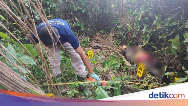 Geger, Mayat Wanita Tanpa Identitas Membusuk di Kebun Kelapa Jembrana