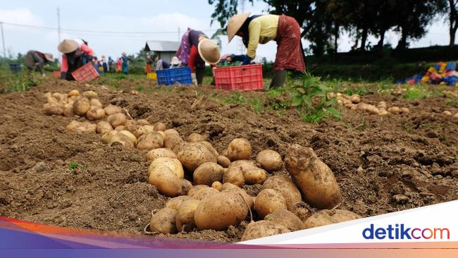 Anomali Cuaca, Produksi Kentang Turun hingga 50 Persen