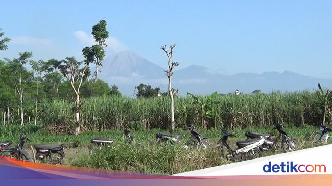 Gunung Semeru Erupsi Luncurkan Guguran Abu Vulkanik Setinggi 600 Meter