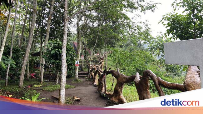 Pesona Tankaman Natural Park, Aktivitas Seru dengan Pemandangan Bukit Hijau
