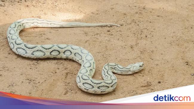 Kembalinya Ular di Bangladesh yang Dulu Sudah Punah