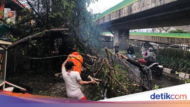 Total 12 Pohon di Jakarta Tumbang Akibat Hujan Disertai Angin Kencang