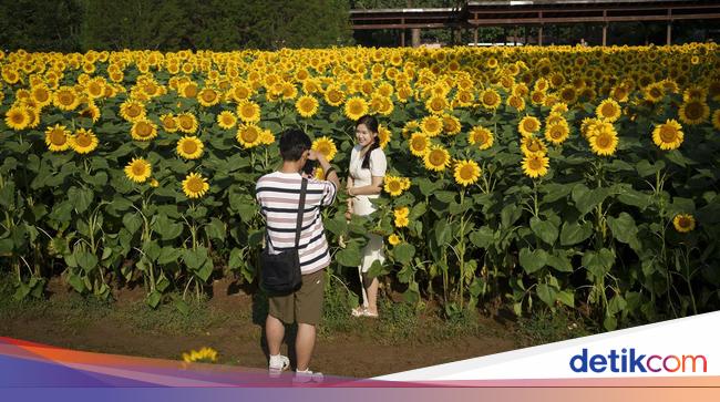 Terpesona Cantiknya Bunga Matahari yang Bermekaran di China
