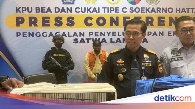 Bawa Cenderawasih di Koper, Aktor Bollywood Raama Mehra Ngaku Dititipi