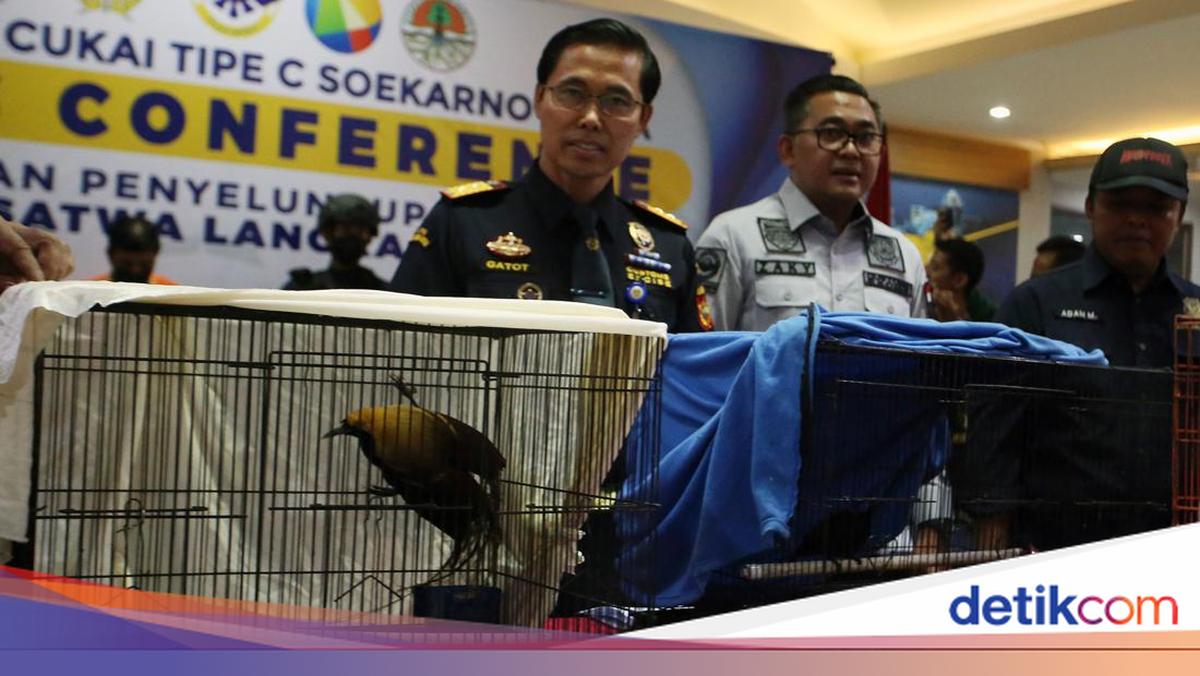 Bea Cukai Selamatkan Puluhan Satwa Langka dari Penyelundupan