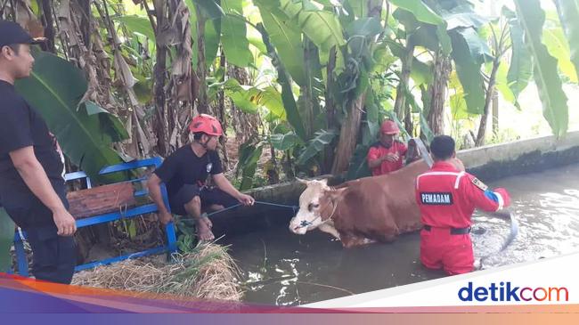 Kaget Ada Keramaian Dekat Kandang, Sapi di Kulon Progo Kabur-Nyebur Kolam