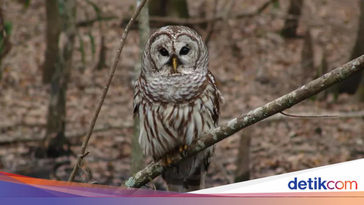 Kedatangan Burung Hantu Pertanda Apa? Ini Mitos dan Faktanya
