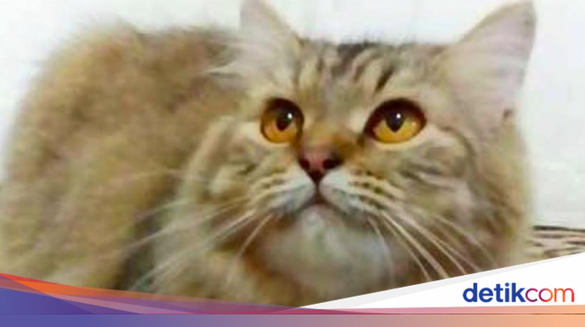 Perkenalkan Kucing Persia Medium, Hasil Mix dengan Kucing Lokal