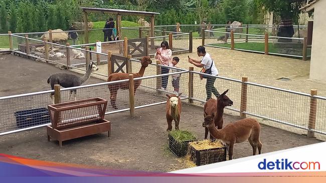Serunya Berinteraksi dengan Satwa Luar Negeri di Bali Farm House