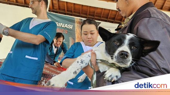 Rabies Merebak, Vaksinasi Massal Digelar di Singapadu Tengah