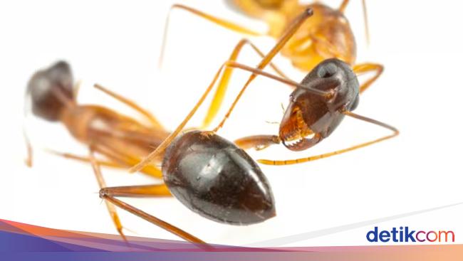 Bukan Rayap! Ini 5 Tanda Rumah Diserang Semut Kayu