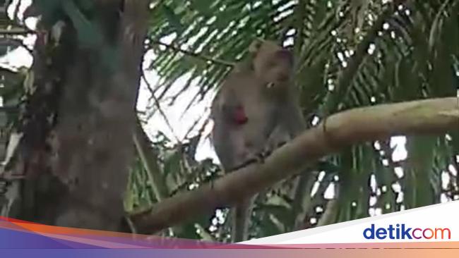Duh! Kawanan Monyet Ekor Panjang Rusak Genting-Curi Telur di Tepus ...