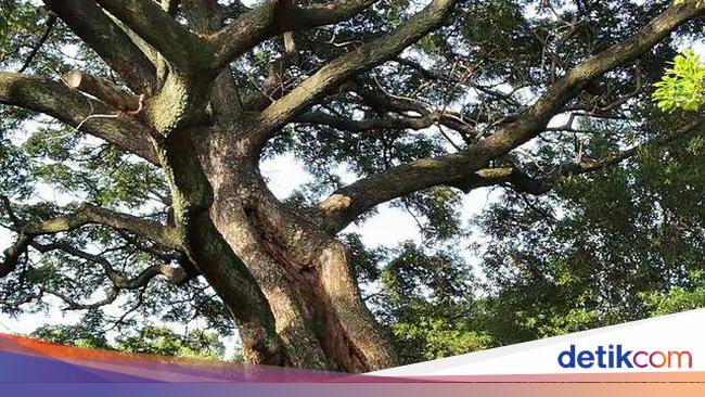 Mengenal Kayu Trembesi, Kelebihan, Kekurangan, dan Manfaatnya Mengenal Kayu Trembesi, Kelebihan, Kekurangan, dan Manfaatnya