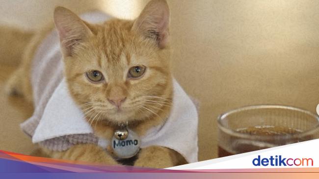 Di 5 Kafe Ini Bisa Makan Enak Sekaligus Main Bareng Kucing