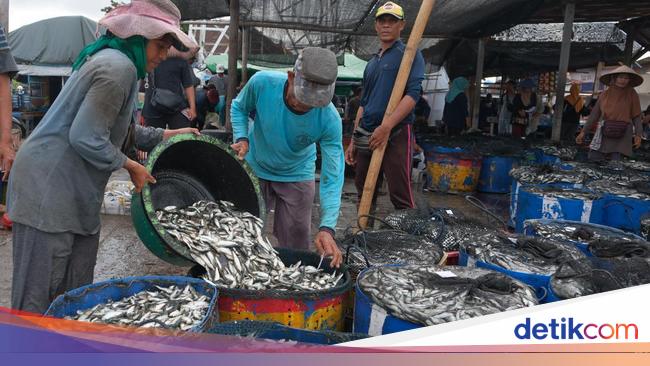 Melihat Panen Ikan di Pantai Kedonganan Bali