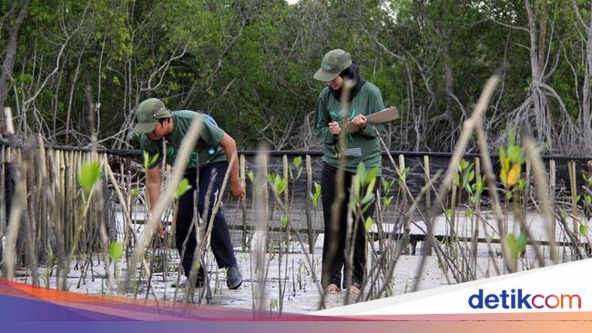 Potret Restorasi Pantai Mangrove di Teluk Pambang