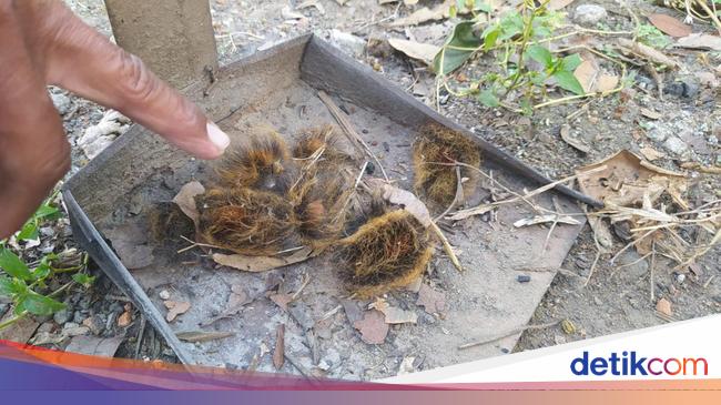 Hiii! Teror Ulat Bulu di Permukiman Janan Borobudur