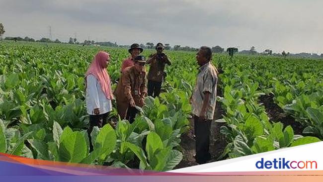 Tembakau Petani 2 Desa di Probolinggo Terserang Penyakit Ker Ker