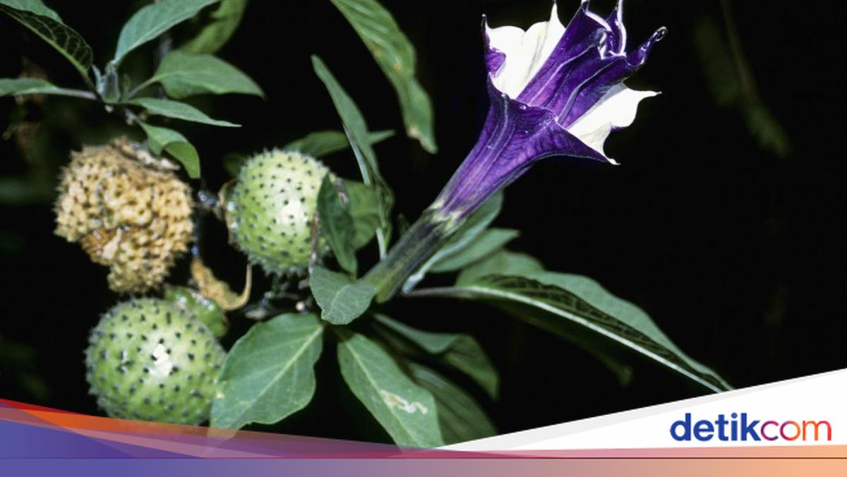 4 Fakta Terbaru Kasus Mabuk Kecubung Bikin Puluhan Orang Linglung