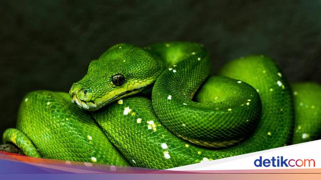 Tanggal 16 Juli 2024 Memperingati Apa? Ada Hari Ular Sedunia