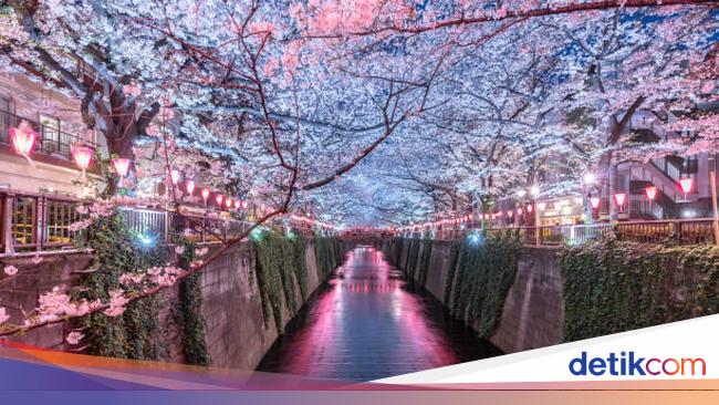 7 Destinasi Wisata Musim Semi di Jepang yang Wajib Dikunjungi