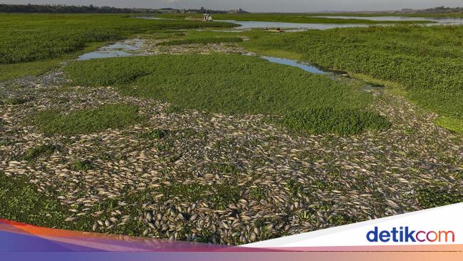 Ribuan Ikan Mati di Sungai Brasil Imbas Tercemar Limbah Ribuan Ikan Mati di Sungai Brasil Imbas Tercemar Limbah