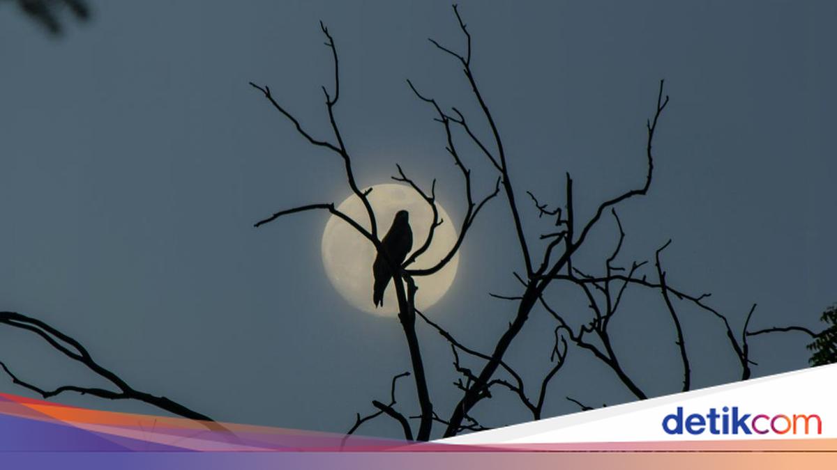 Ada Suara Burung di Malam Hari Pertanda Apa? Ini Arti dan Penjelasannya