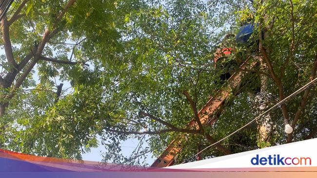 Karyawan Kafe di Bojonegoro Tewas Tersengat Listrik Saat Pangkas Pohon