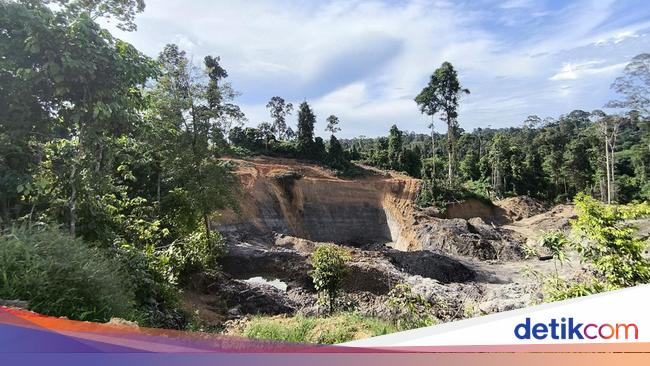 Sekolah Hutan di Berau Dikepung Tambang Ilegal, 11 Orang Utan Terancam