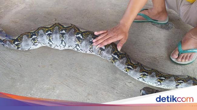 Detik-detik Ular Piton 3 Meter Lahap Kucing Warga di Borobudur Magelang
