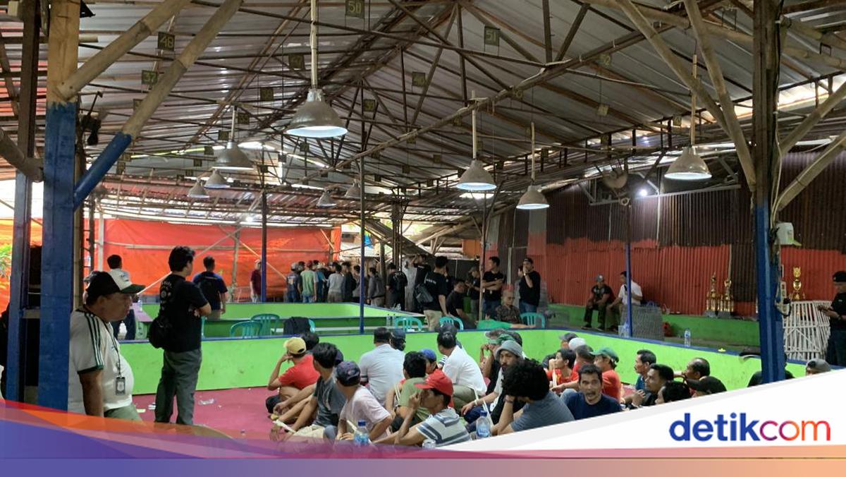Detik-detik Penjudi Sabung Ayam di 'Legok Stadium' Berlarian Saat Digerebek
