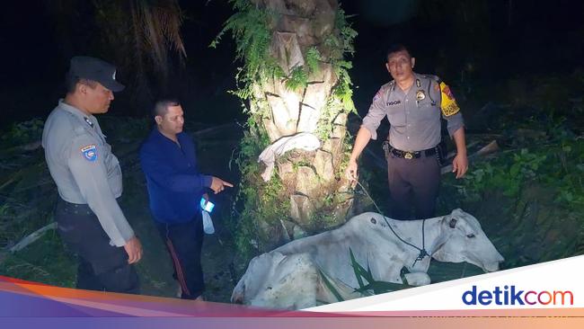 Kepergok Curi Sapi, 2 Satpam di Simalungun Dimassa-Motor Dibakar Warga