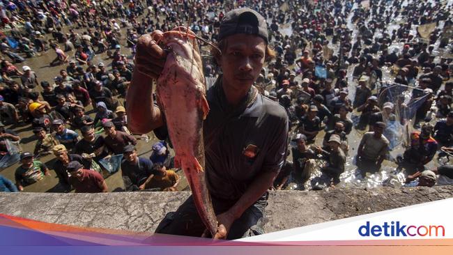 Serunya Festival Berebut Ikan di Klaten