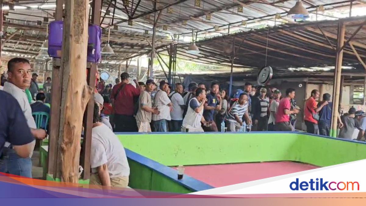 Polisi Sita 40 Ekor Ayam Jago dari Arena Judi 'Legok Stadium' di Bekasi