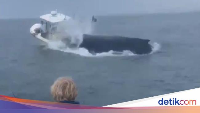 Ngeri, Paus Loncat dan Meniban Kapal