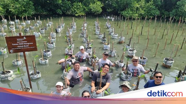 Peduli Lingkungan, MDKA Tanam 1.000 Mangrove di PIK & Muara Gembong