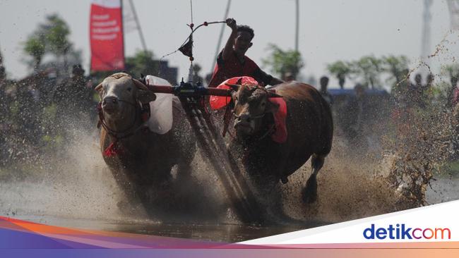 Melihat Keseruan Lomba Karapan Sapi Rayakan HUT ke-79 RI
