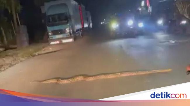 Ular Sanca 3 Meter Melintas di Jalanan hingga Bikin Macet, Ini ...