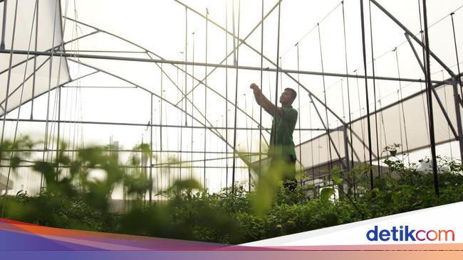 Melihat Kebun Hidroponik di Atap Pasar Mayestik