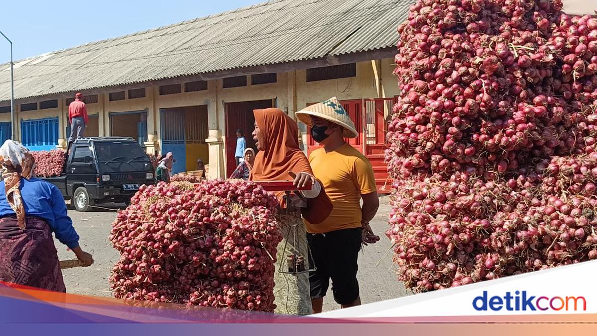 Harga Bawang Merah Naik, Kesempatan Petani Genjot Pendapatan