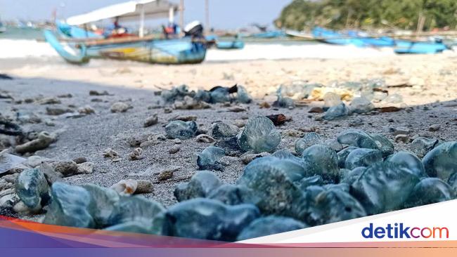 Saat Ubur-ubur Penyengat Serbu Pantai Pangandaran