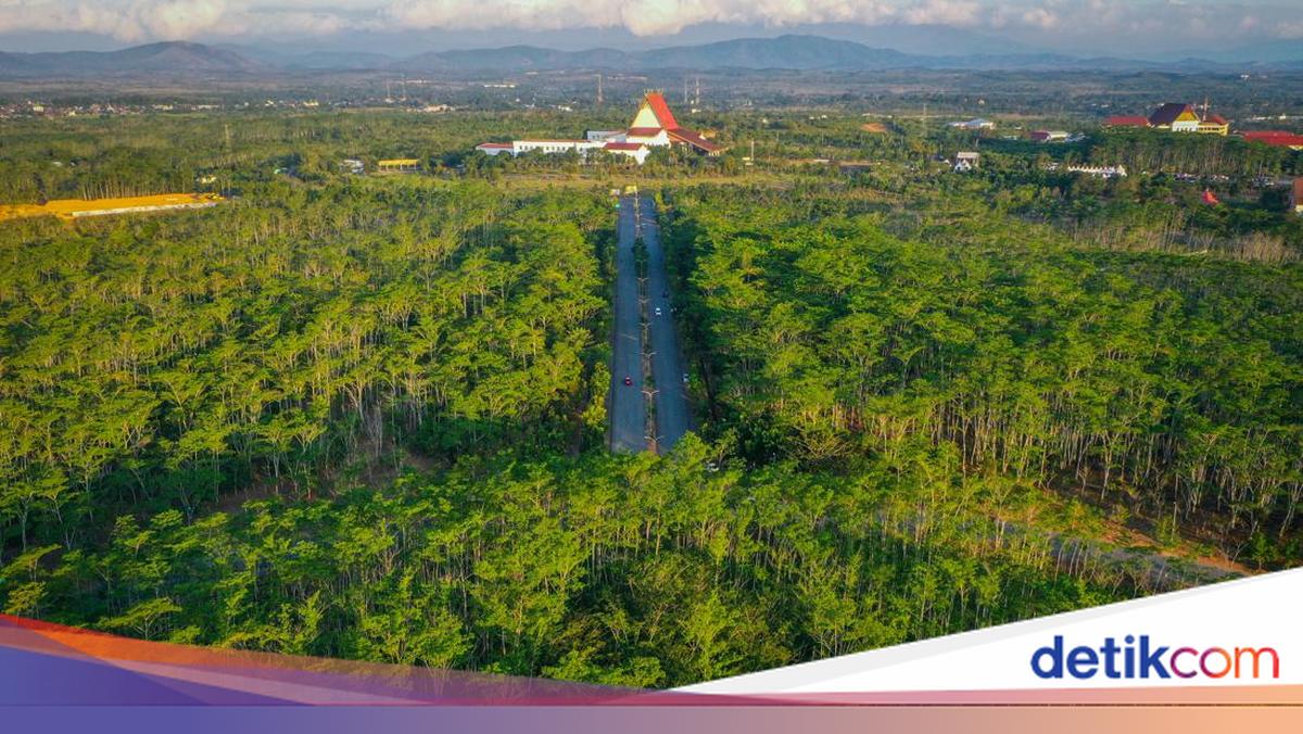 Pohon Ulin, Si Kayu Besi dari Kalimantan