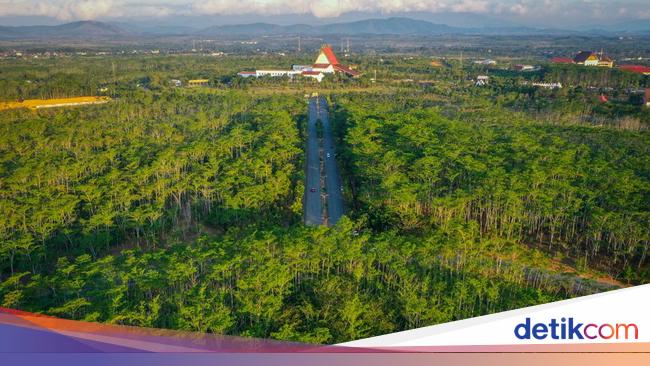 Pohon Ulin, Si Kayu Besi dari Kalimantan