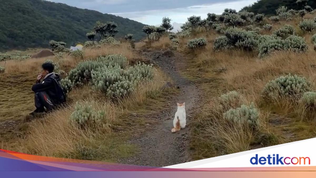 Viral Kemunculan Kucing Lucu di Kawasan Alun-alun Gunung Gede Pangrango