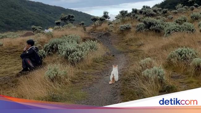 Kucing Gemoy Lucu Muncul di Alun-alun Gunung Gede Pangrango, Ia Jadi Viral