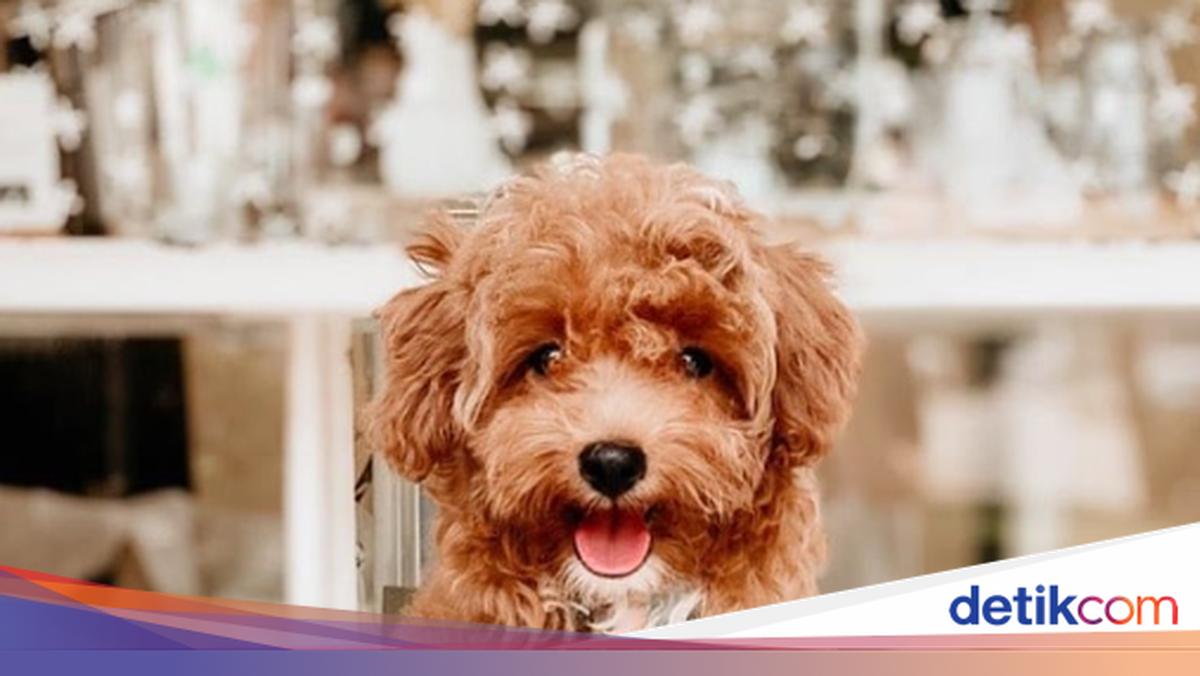 10 Kafe Nyaman dan Pet Friendly Buat Ajak Anabul Hangout