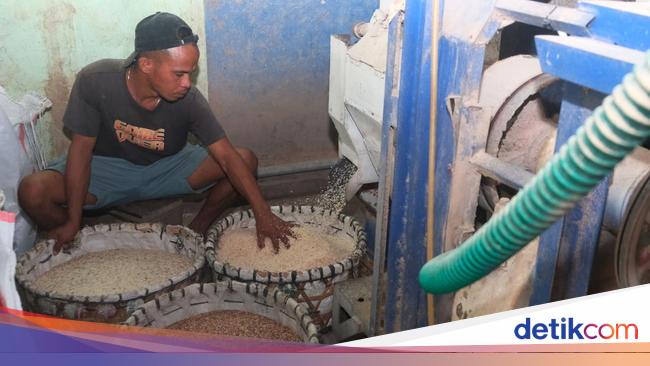 Melihat Produksi Beras Organik di Bali