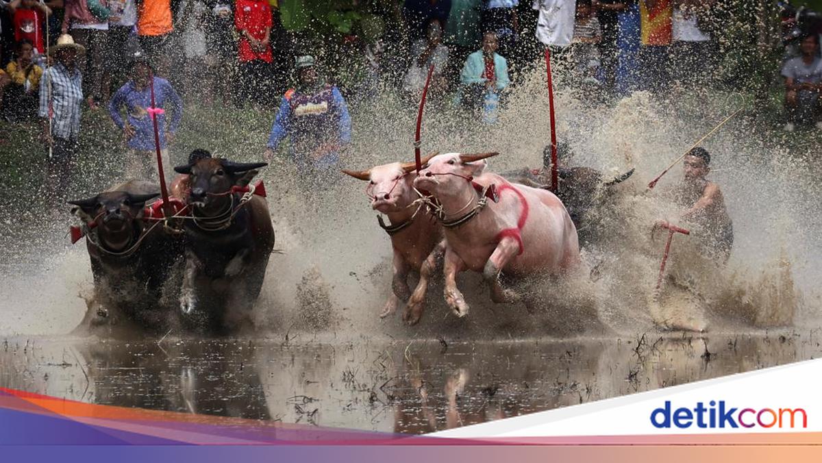 Meriahnya Festival Balap Kerbau di Thailand