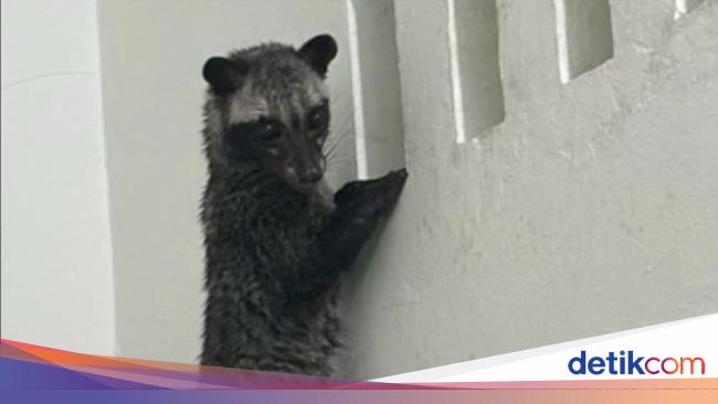 Suara Berisik di Loteng Bisa Jadi Ulah Musang, Ini Cara Mengusirnya