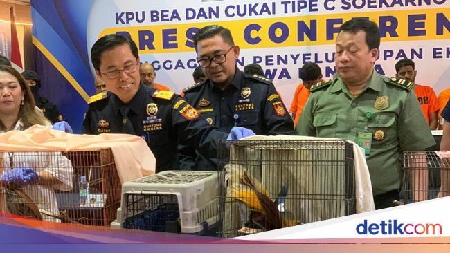 Dibongkar Bea-Cukai Soetta, Begini Modus 10 WN India Selundupkan Satwa ...